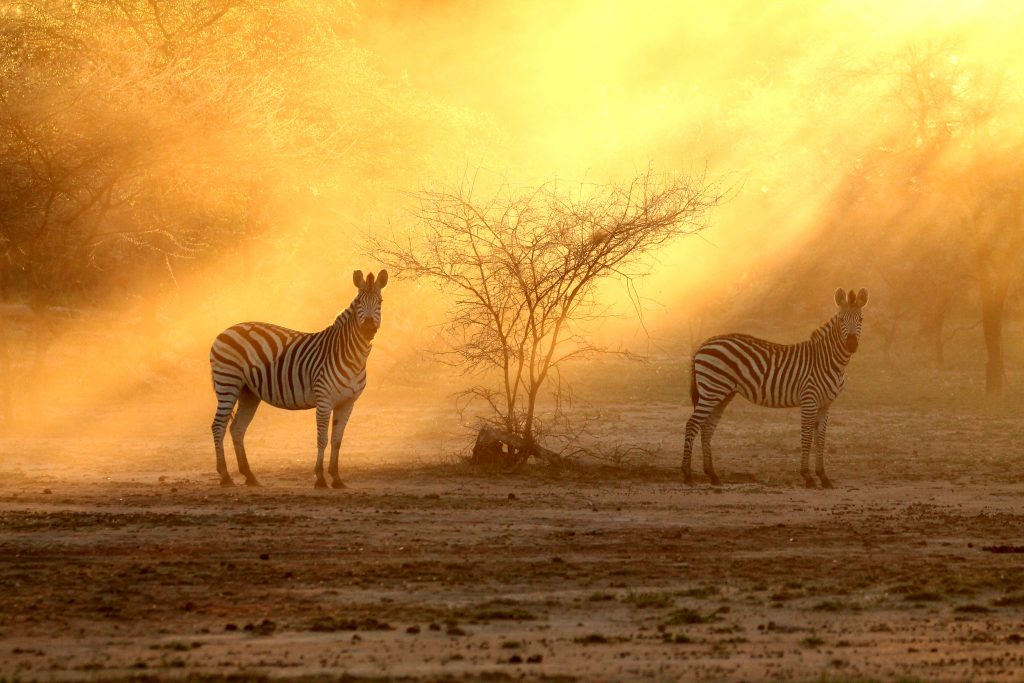 Savé Valley Conservancy – Firehook Foundation